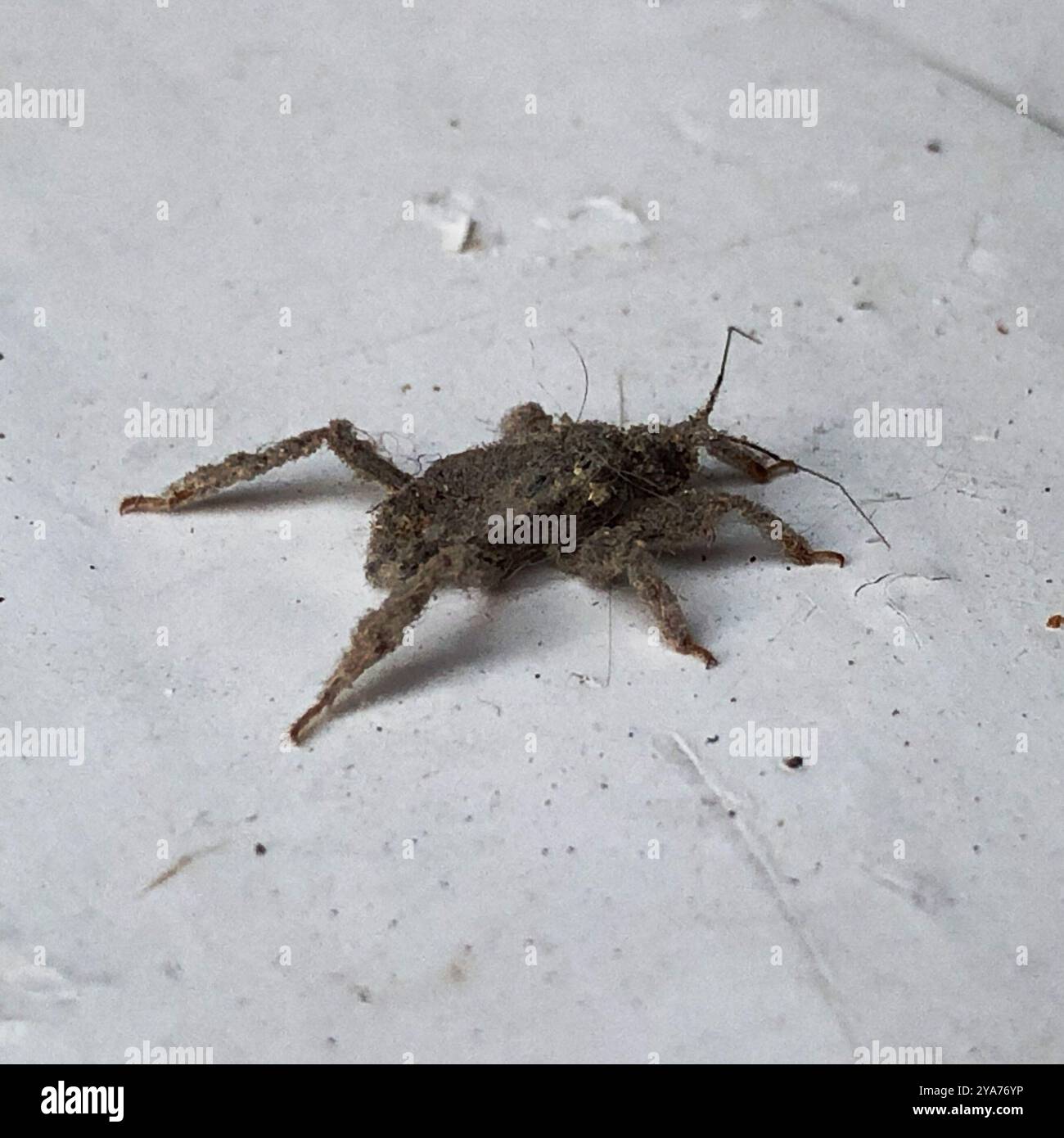 Masked Hunter (Reduvius personatus) Insecta Stock Photo - Alamy