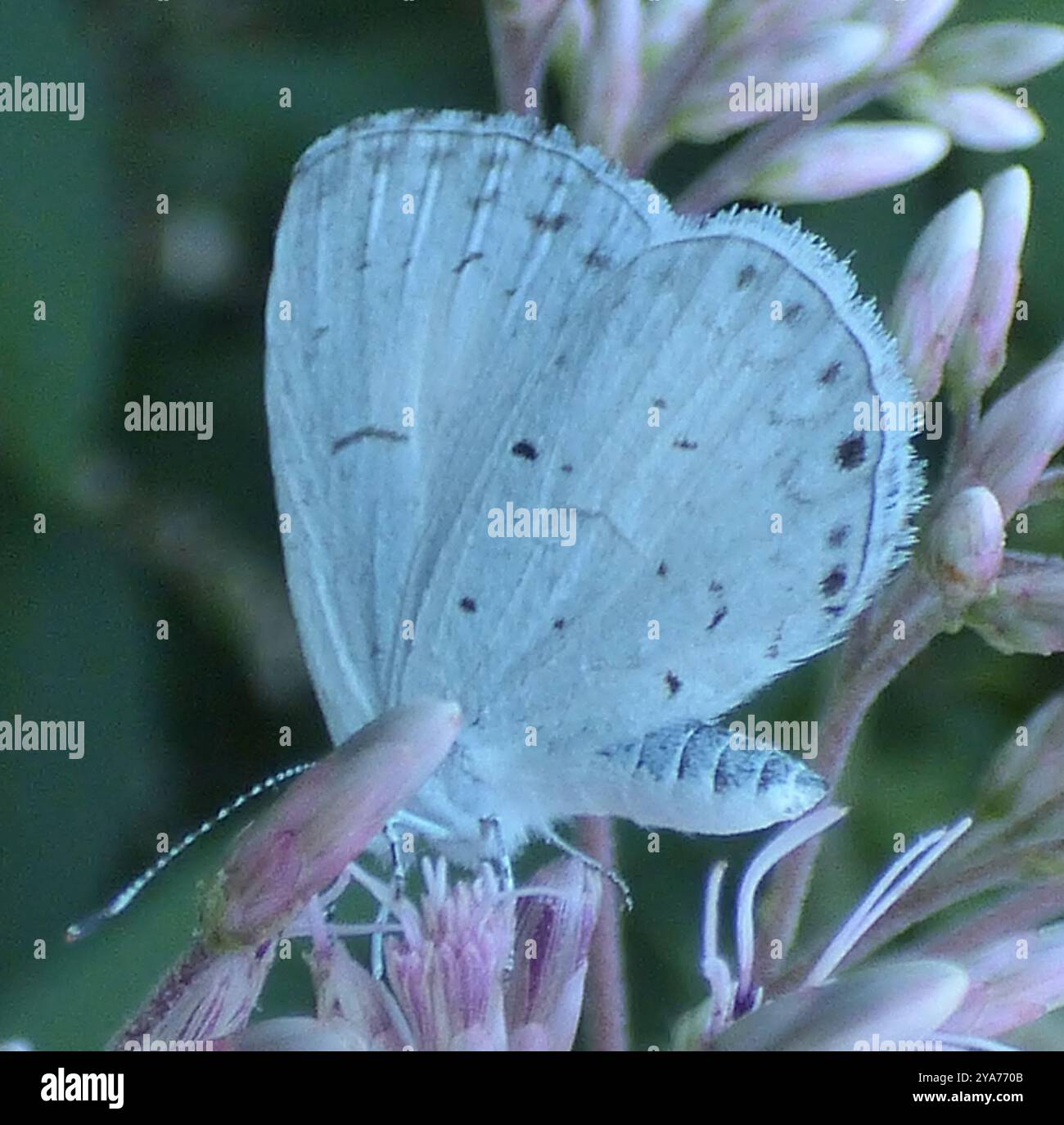 Summer Azure (Celastrina neglecta) Insecta Stock Photo - Alamy