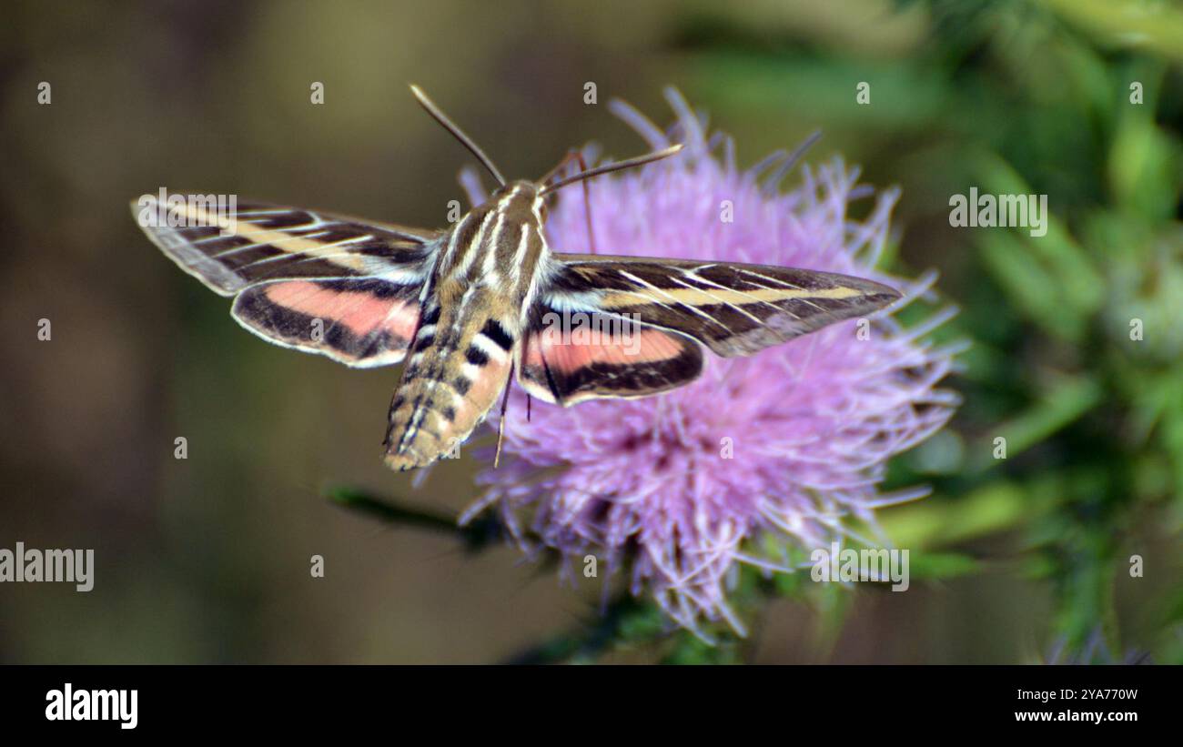 White-lined Sphinx (Hyles lineata) Insecta Stock Photo - Alamy