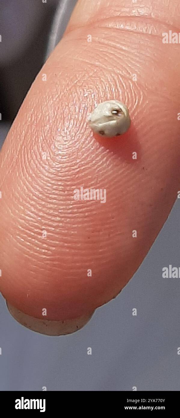 Chinese Wax Scale (Ceroplastes sinensis) Insecta Stock Photo - Alamy