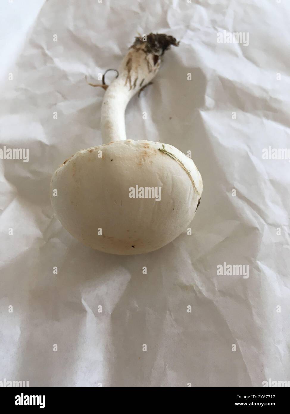 White Dapperling (Leucoagaricus leucothites) Fungi Stock Photo - Alamy