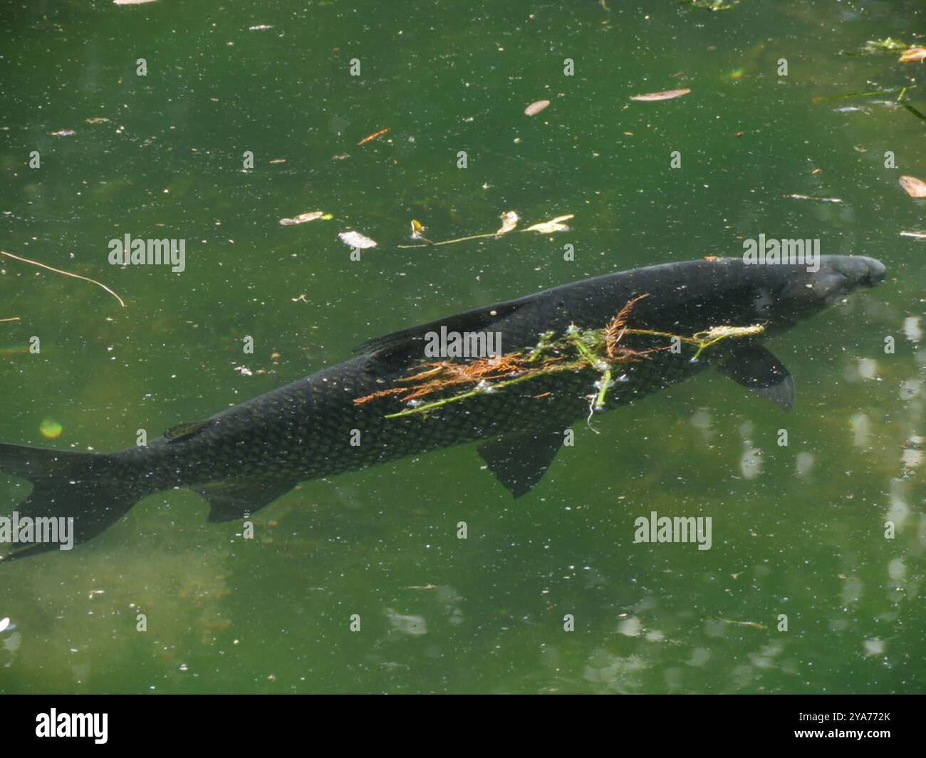 Streaked Prochilod (Prochilodus lineatus) Actinopterygii Stock Photo ...
