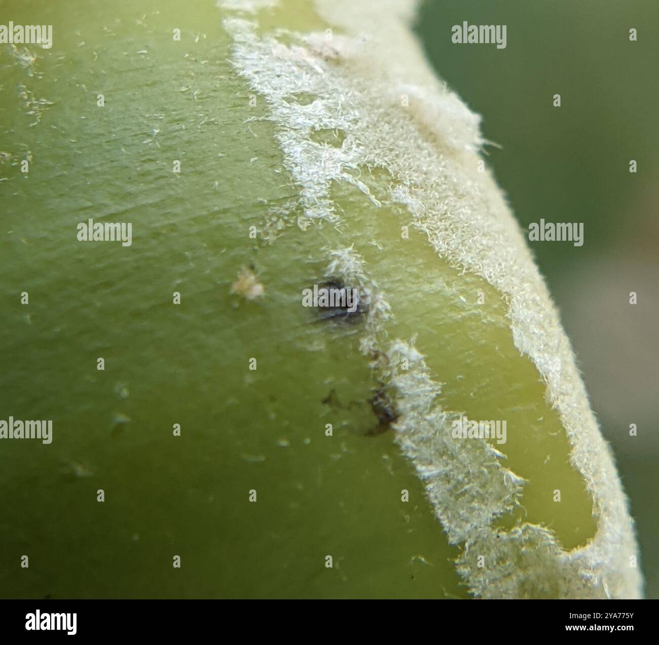 Oak Gall Wasps (Cynipini) Insecta Stock Photo - Alamy