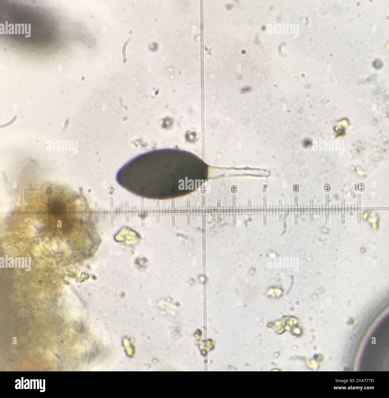 Podospora anserina hi-res stock photography and images - Alamy