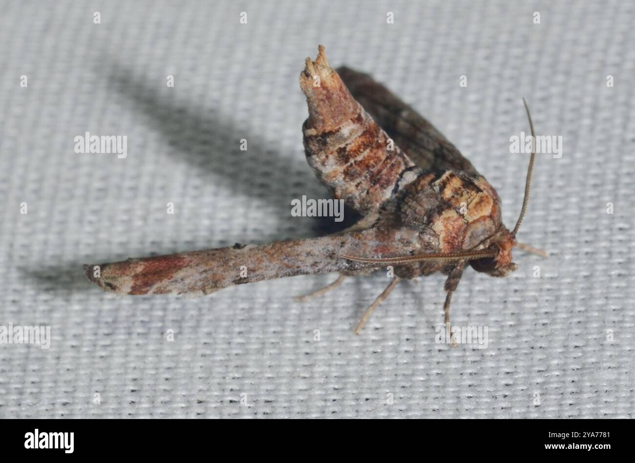 Dark Marathyssa Moth (Marathyssa inficita) Insecta Stock Photo - Alamy