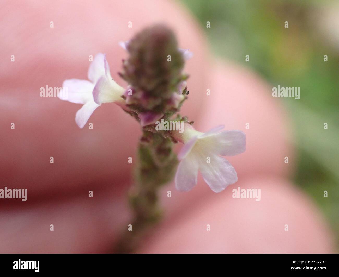 Common vervain (Verbena officinalis) Plantae Stock Photo - Alamy