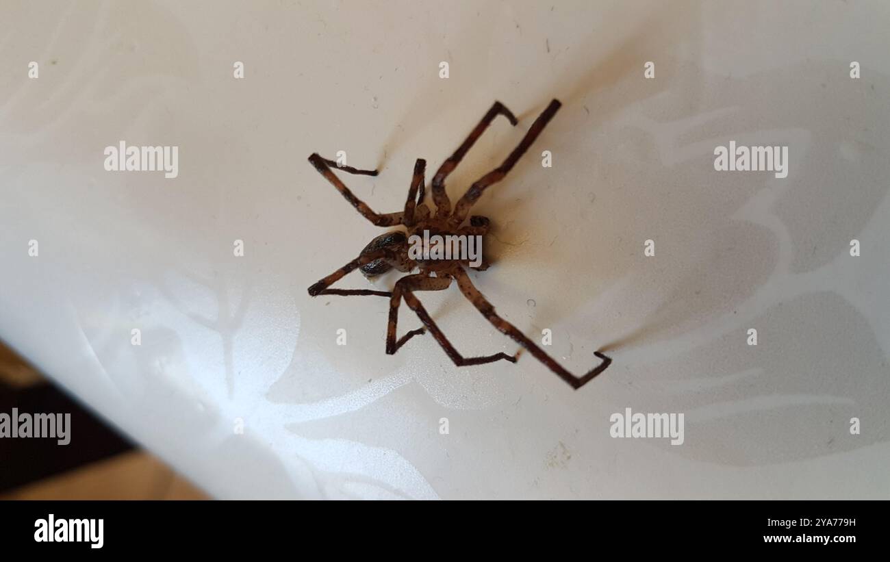 Mediterranean Spiny False Wolf Spider (Zoropsis spinimana) Arachnida ...