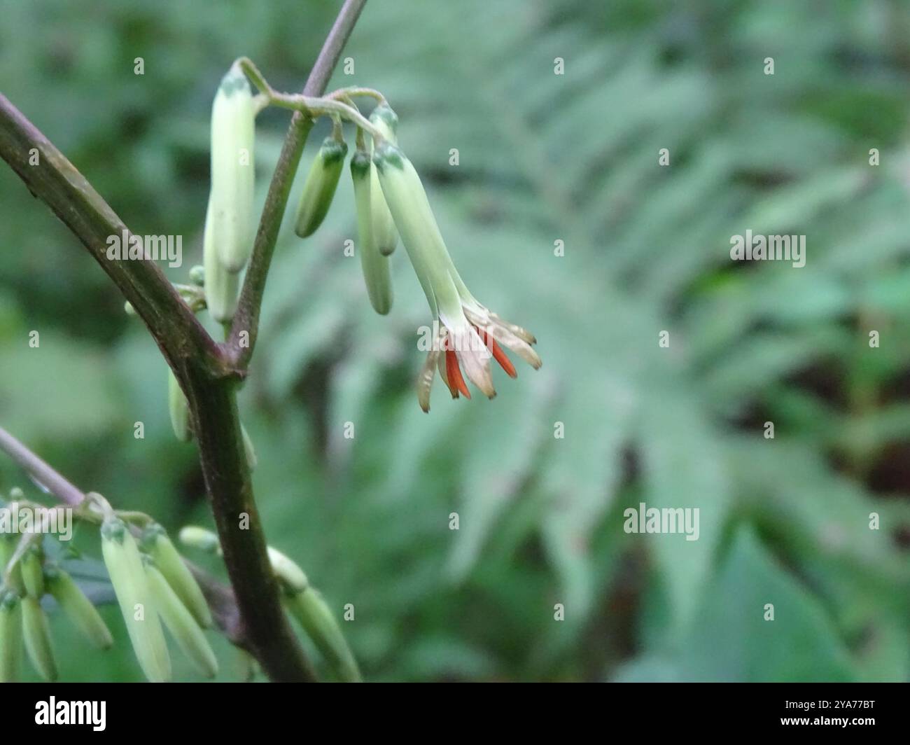 tall rattlesnake root (Nabalus altissimus) Plantae Stock Photo - Alamy