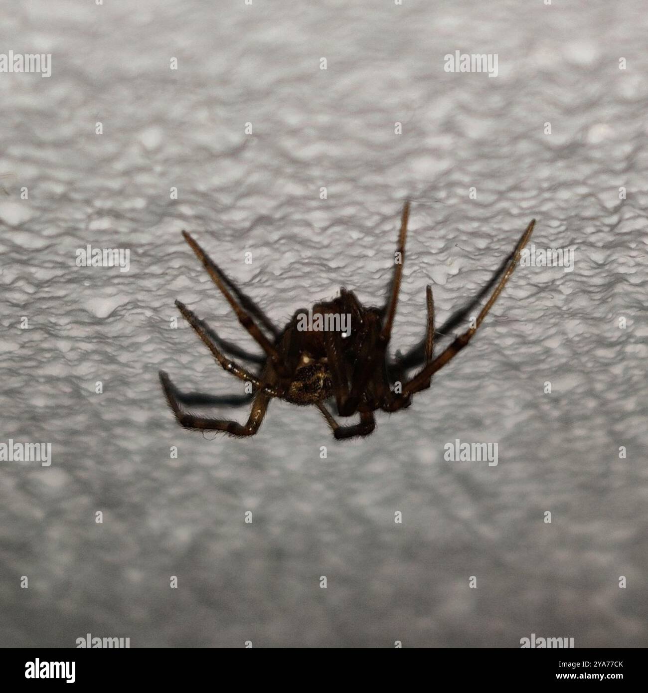 Rabbit Hutch Spider (Steatoda bipunctata) Arachnida Stock Photo - Alamy