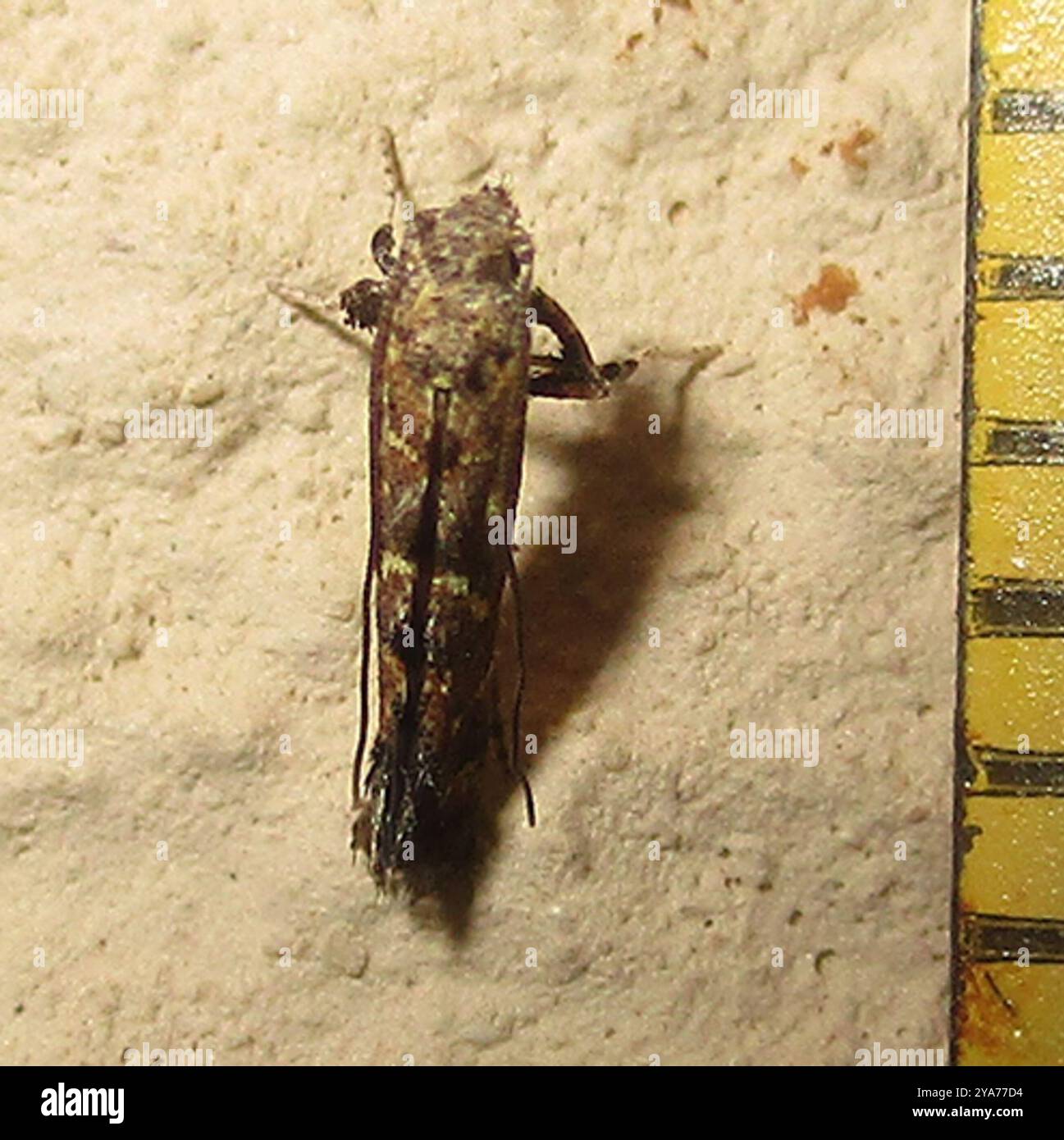 Leaf Blotch Miner Moths (Gracillariidae) Insecta Stock Photo - Alamy