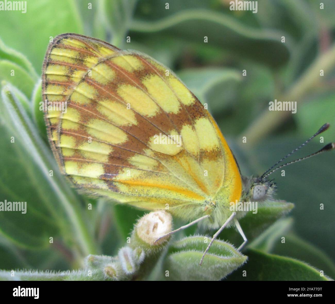 Colotis vesta hi-res stock photography and images - Alamy