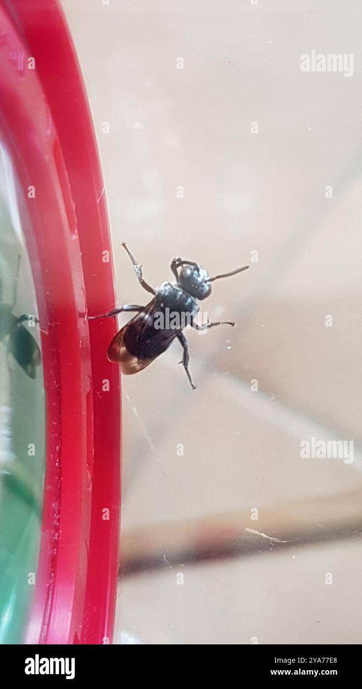 Ants, Bees, Wasps, and Sawflies (Hymenoptera) Insecta Stock Photo - Alamy