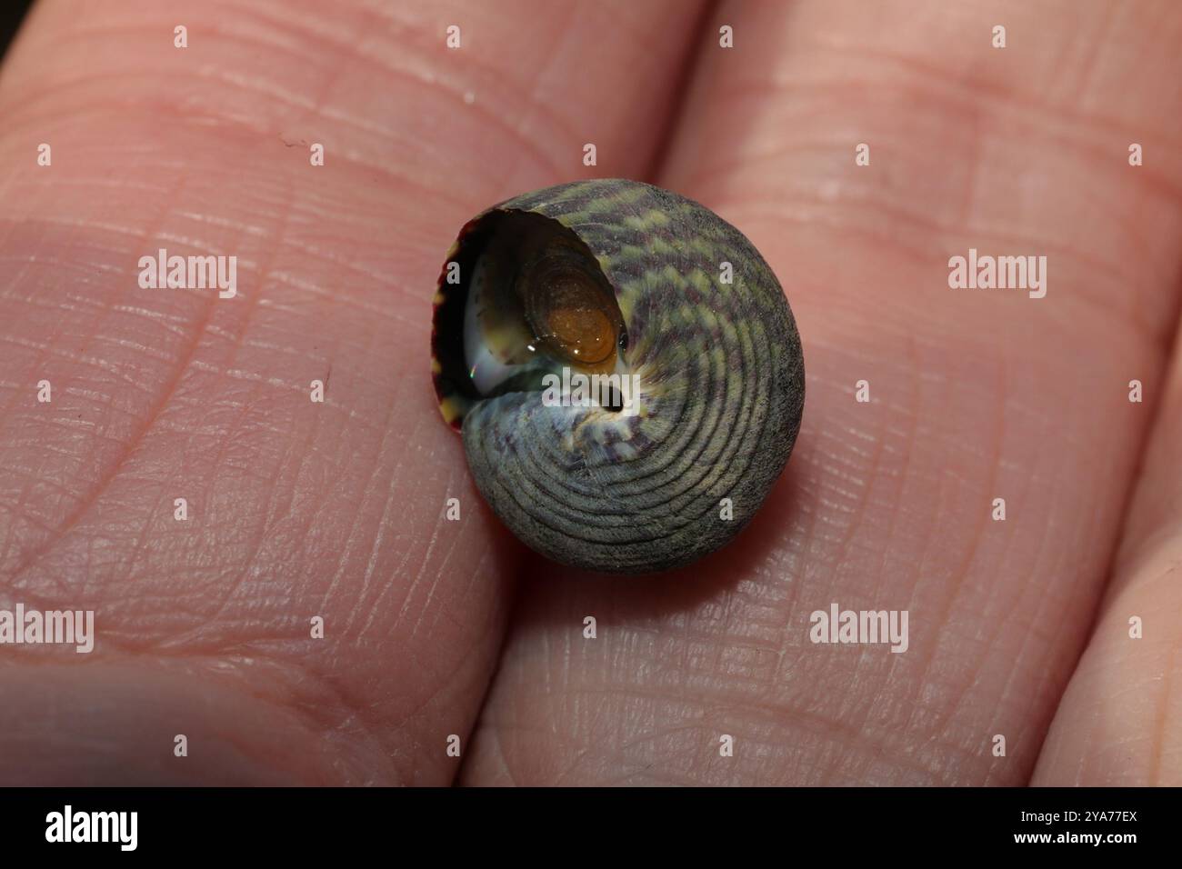 Purple Topshell (Steromphala umbilicalis) Mollusca Stock Photo - Alamy