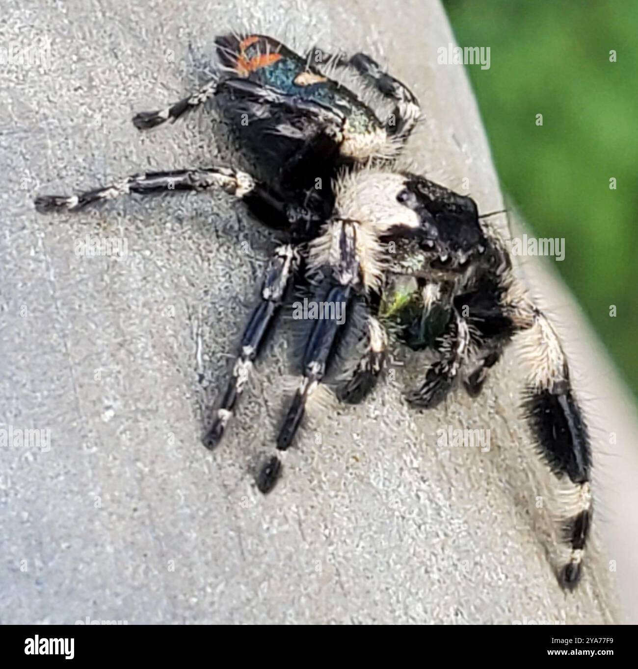 canopy jumping spider (Phidippus otiosus) Arachnida Stock Photo - Alamy
