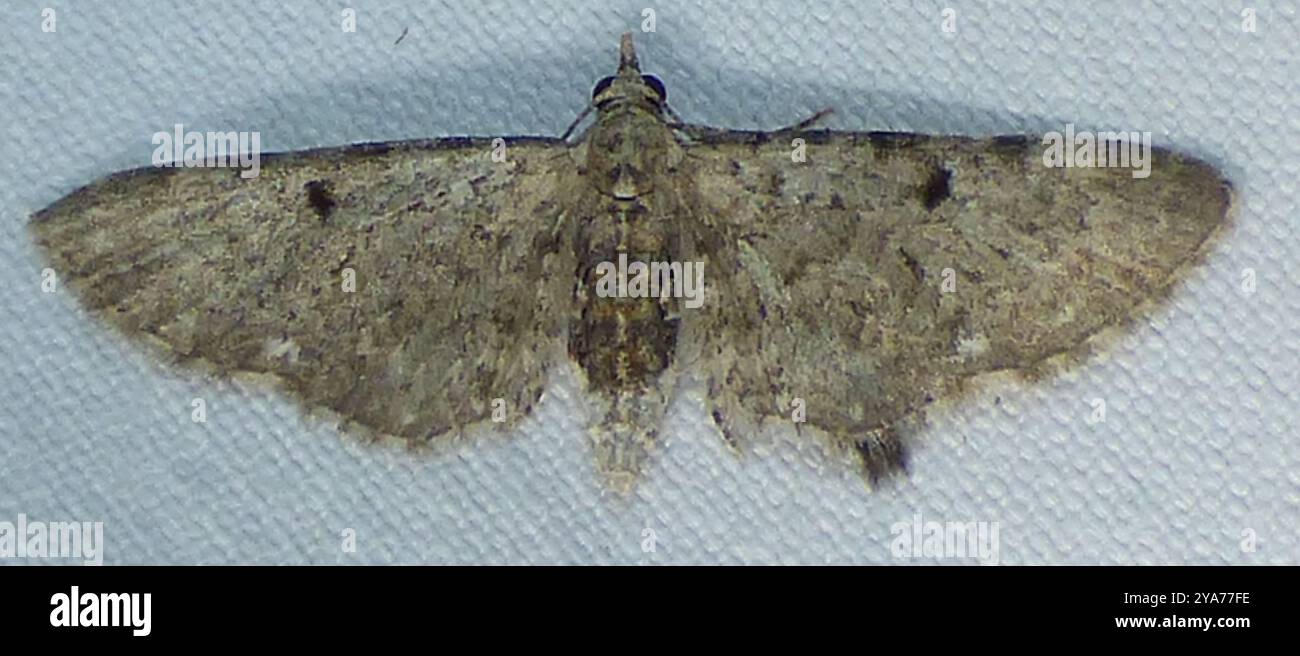 Common Eupithecia Moth (Eupithecia miserulata) Insecta Stock Photo - Alamy