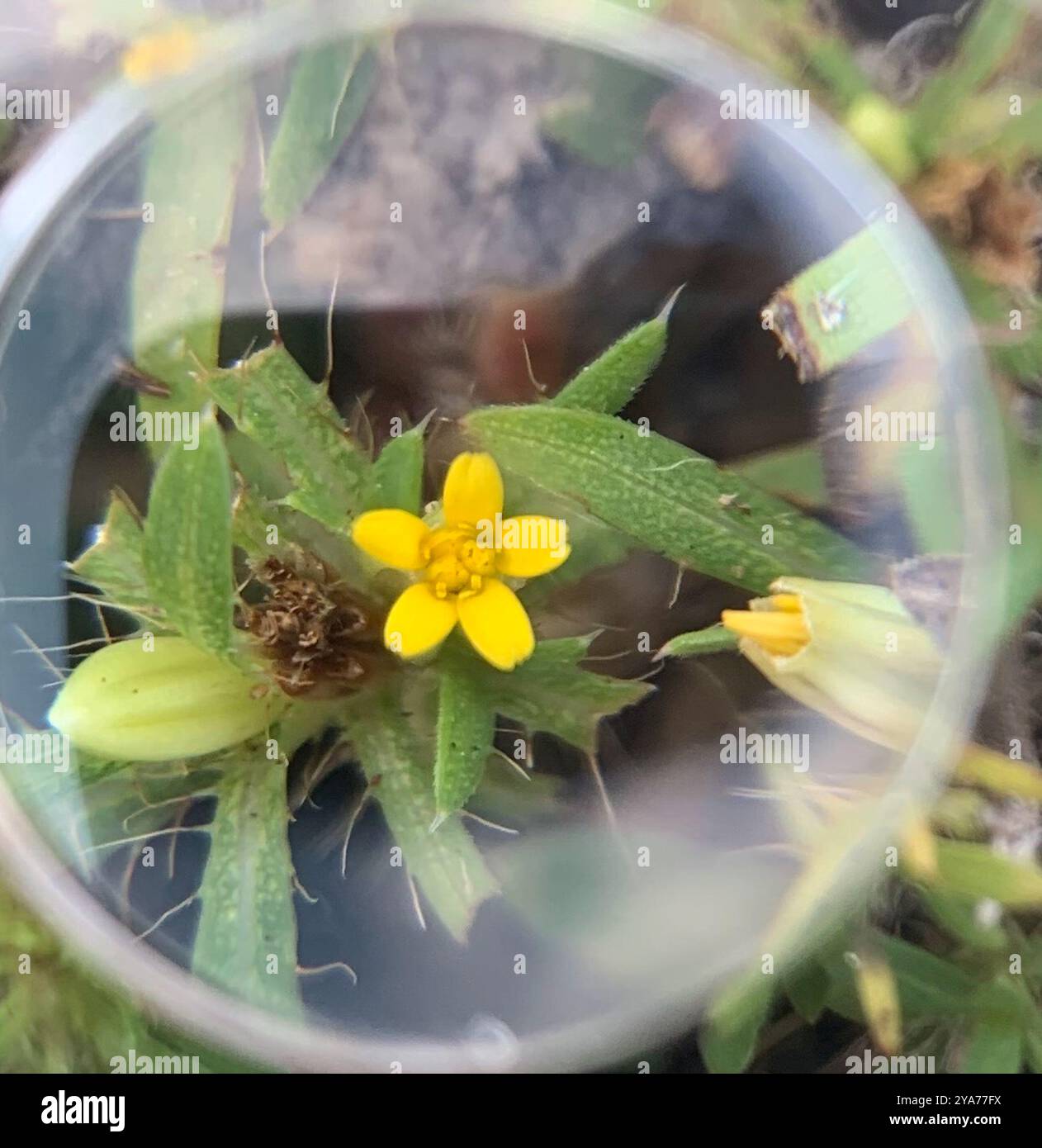 Spreading chinchweed (Pectis prostrata) Plantae Stock Photo - Alamy