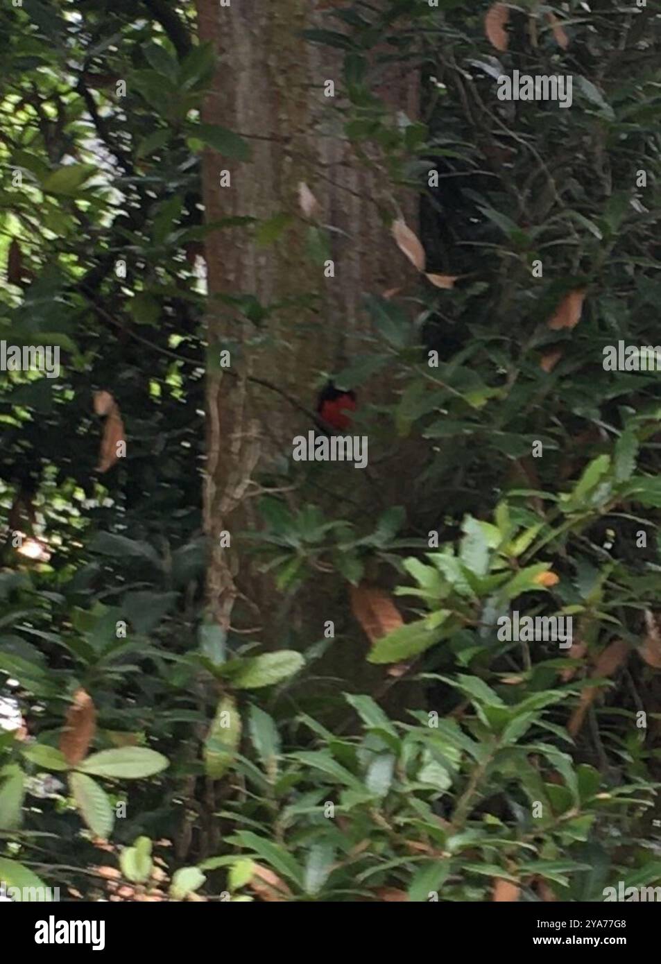 Trogons (Trogonidae) Aves Stock Photo - Alamy