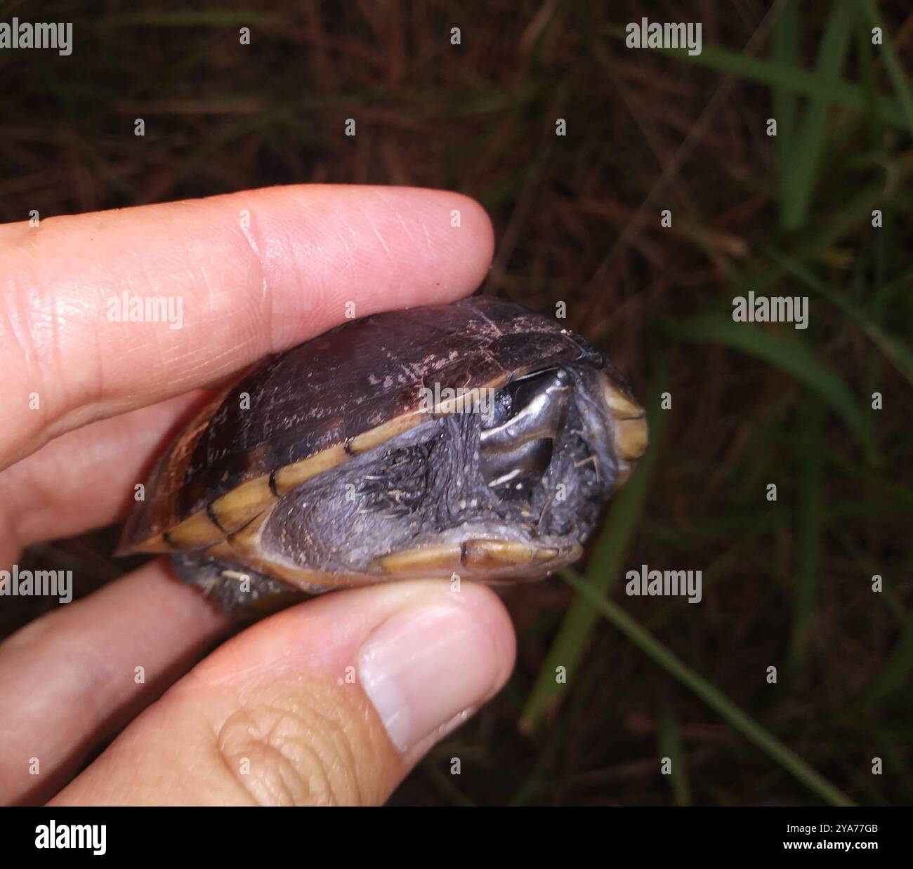 Eastern Musk Turtle (Sternotherus odoratus) Reptilia Stock Photo - Alamy