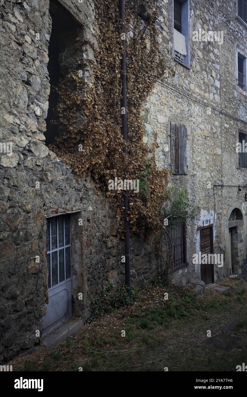 Facade of an abandoned stone house with a withered creeper plant over ...