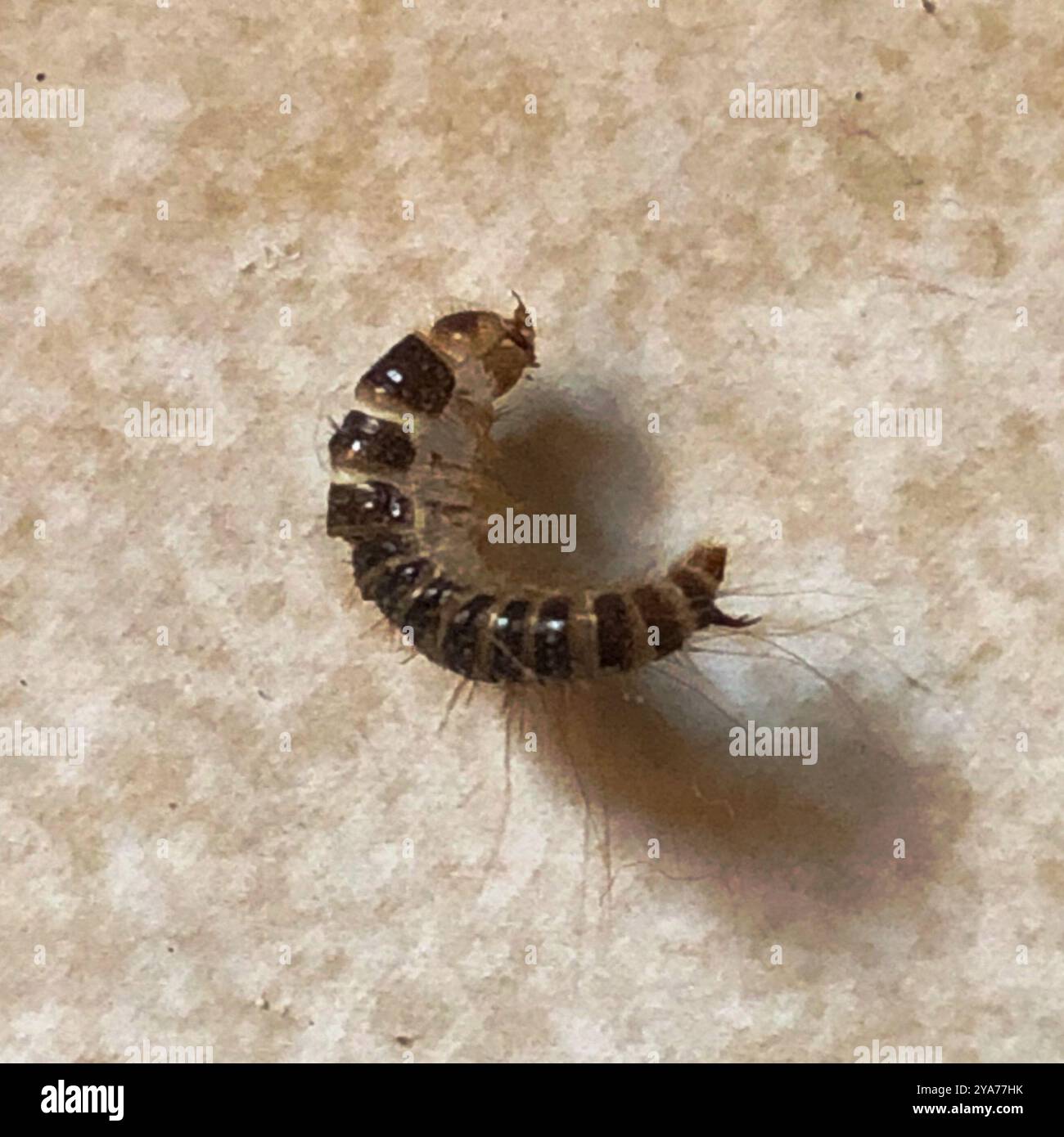 Skin Beetles (Dermestidae) Insecta Stock Photo - Alamy