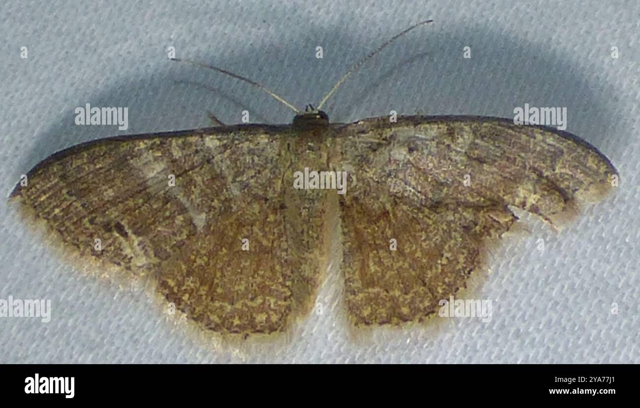 Common Tan Wave (Pleuroprucha insulsaria) Insecta Stock Photo - Alamy