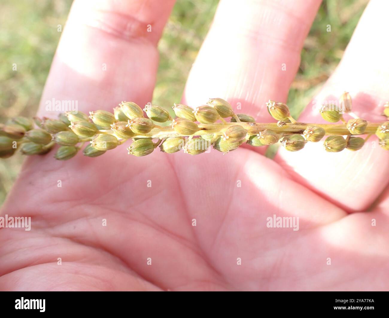 common arrowgrass (Triglochin maritima) Plantae Stock Photo - Alamy