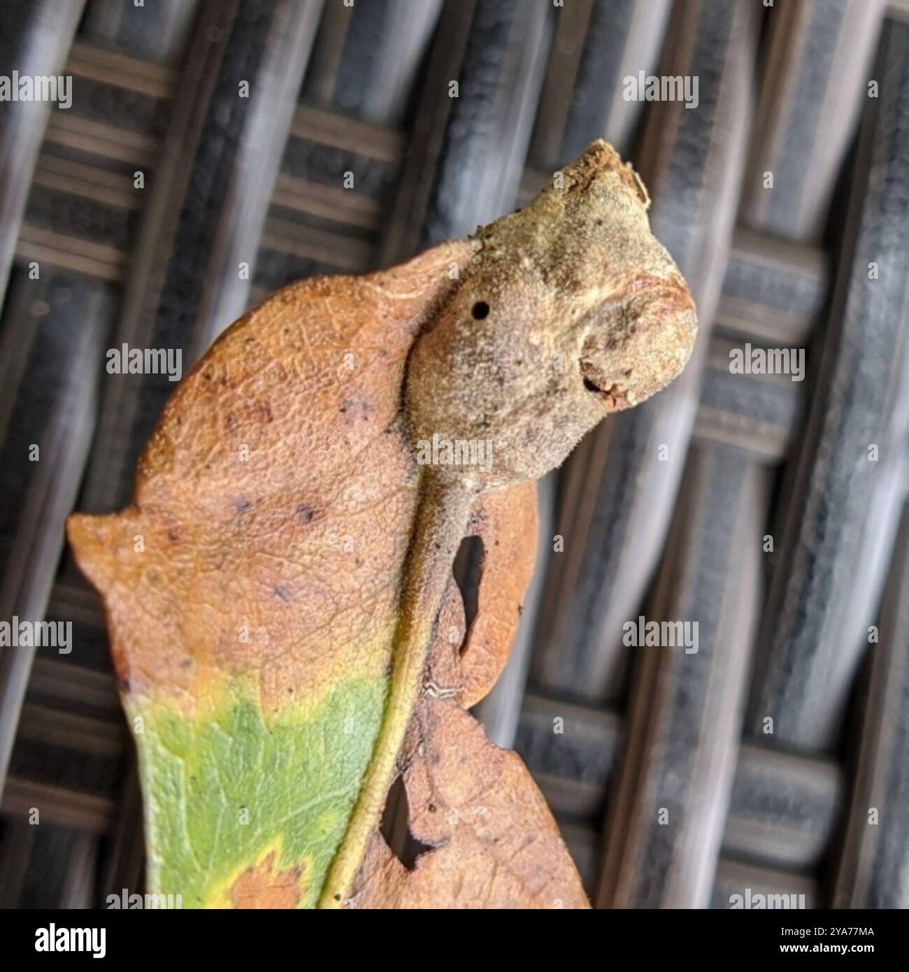 Oak Petiole Gall Wasp (Andricus quercuspetiolicola) Insecta Stock Photo ...