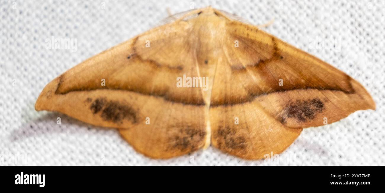 Juniper Geometer Moth (Patalene olyzonaria) Insecta Stock Photo - Alamy