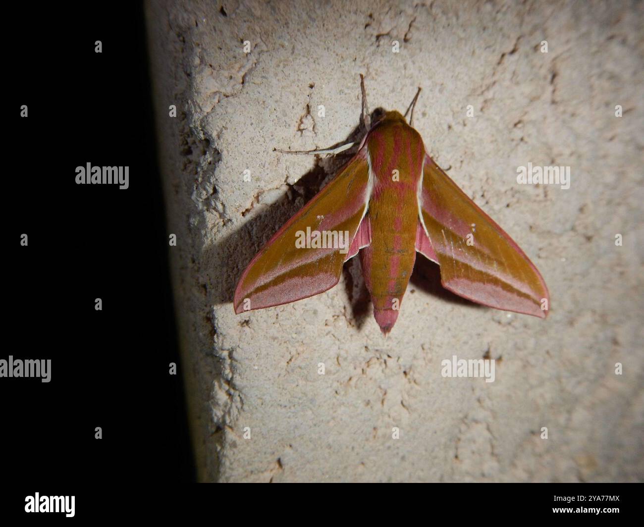 Elephant Hawkmoth (Deilephila elpenor) Insecta Stock Photo - Alamy