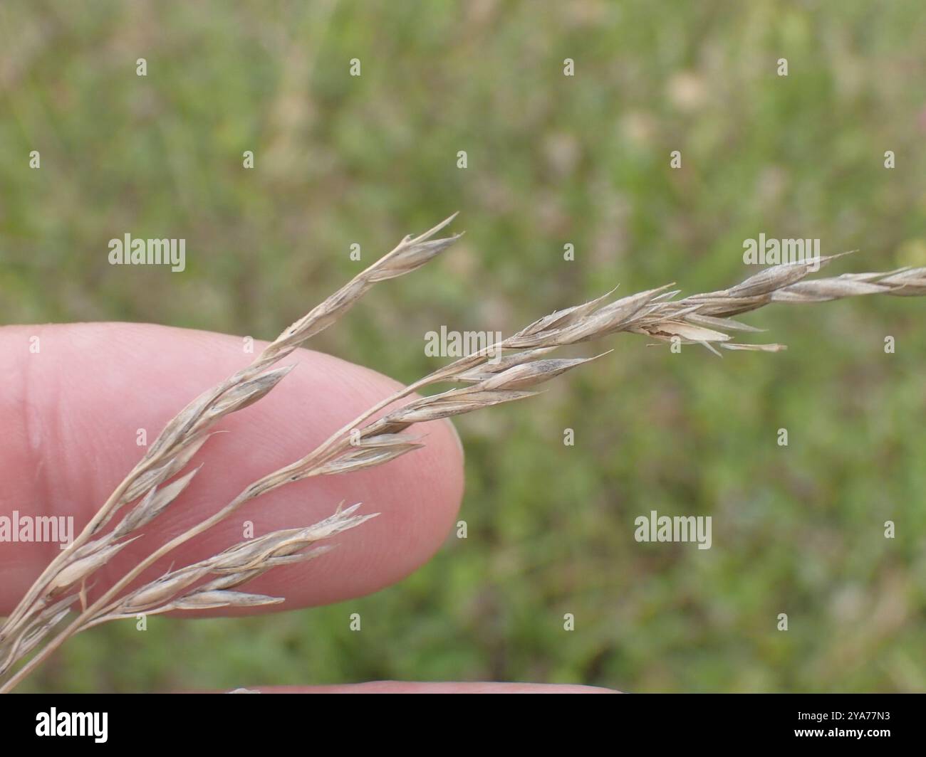 Upright Brome (Bromus erectus) Plantae Stock Photo - Alamy