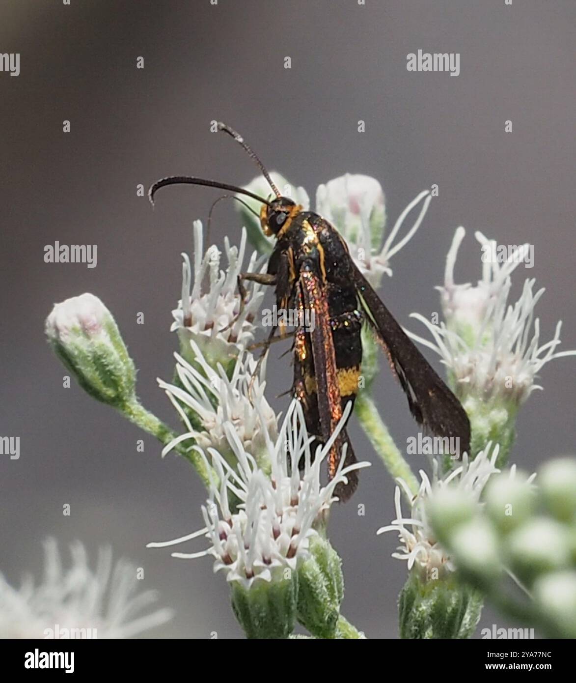 Boneset Borer Moth (Carmenta pyralidiformis) Insecta Stock Photo - Alamy