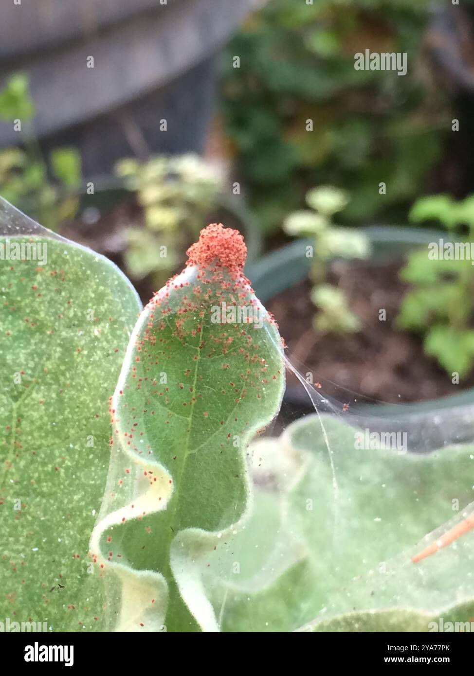Spider Mites (Tetranychidae) Arachnida Stock Photo - Alamy
