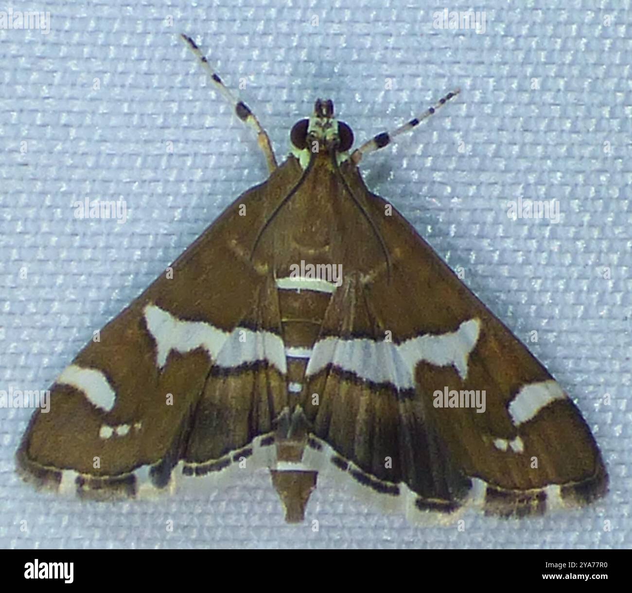 Hawaiian Beet Webworm Moth (Spoladea recurvalis) Insecta Stock Photo ...