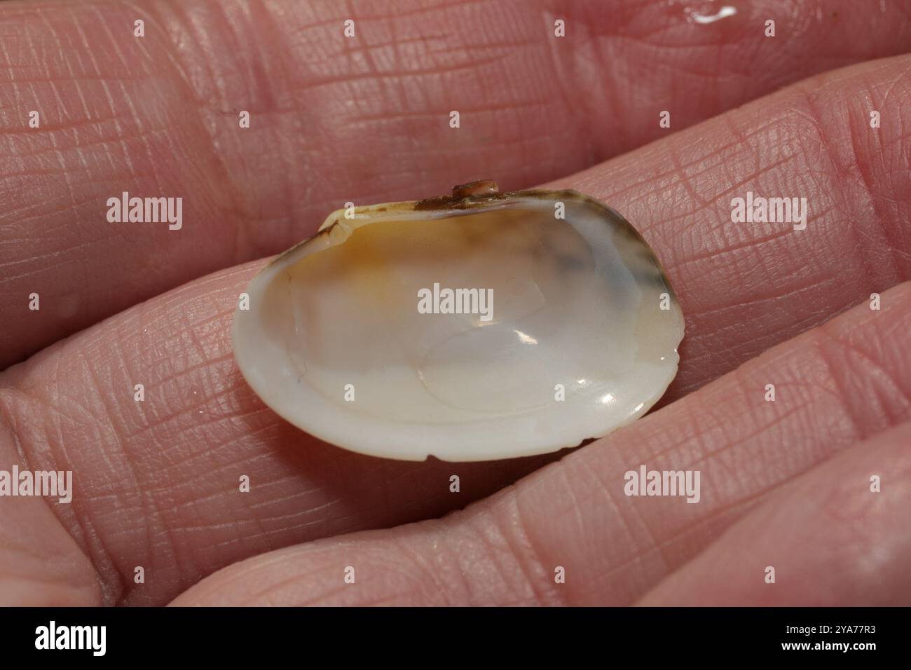 Pullet Carpet Shell (Venerupis corrugata) Mollusca Stock Photo - Alamy