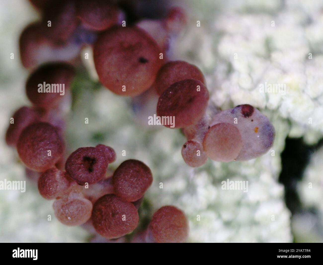 Brown Beret Lichen (Baeomyces rufus) Fungi Stock Photo - Alamy