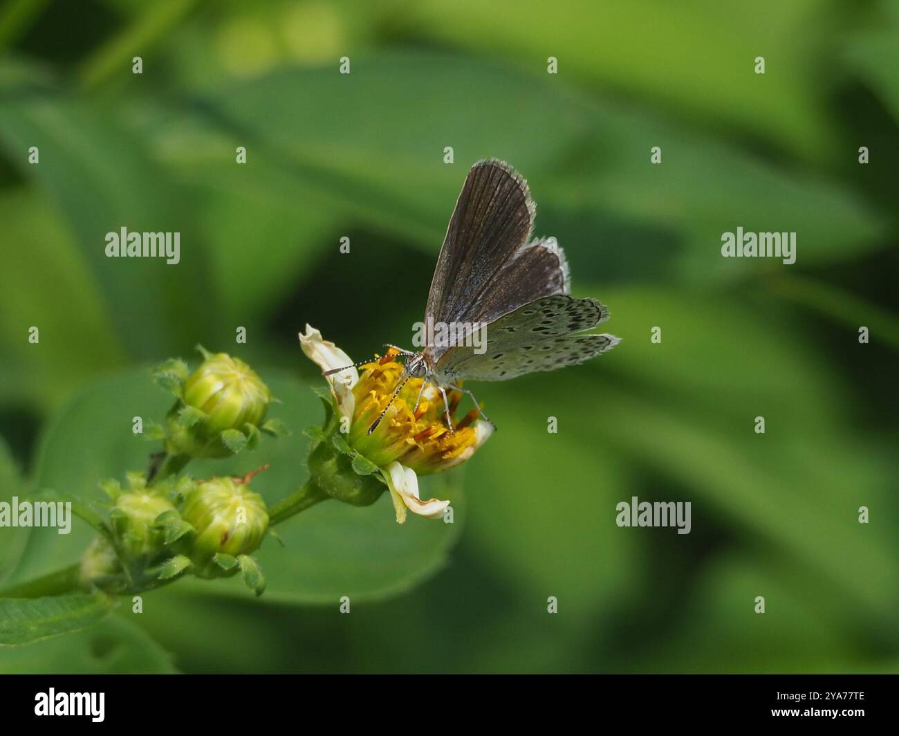 (Pseudozizeeria maha okinawana) Insecta Stock Photo - Alamy