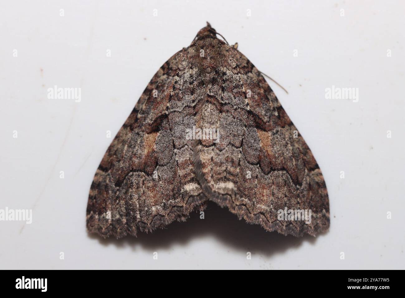 Tissue Moth (Triphosa haesitata) Insecta Stock Photo - Alamy