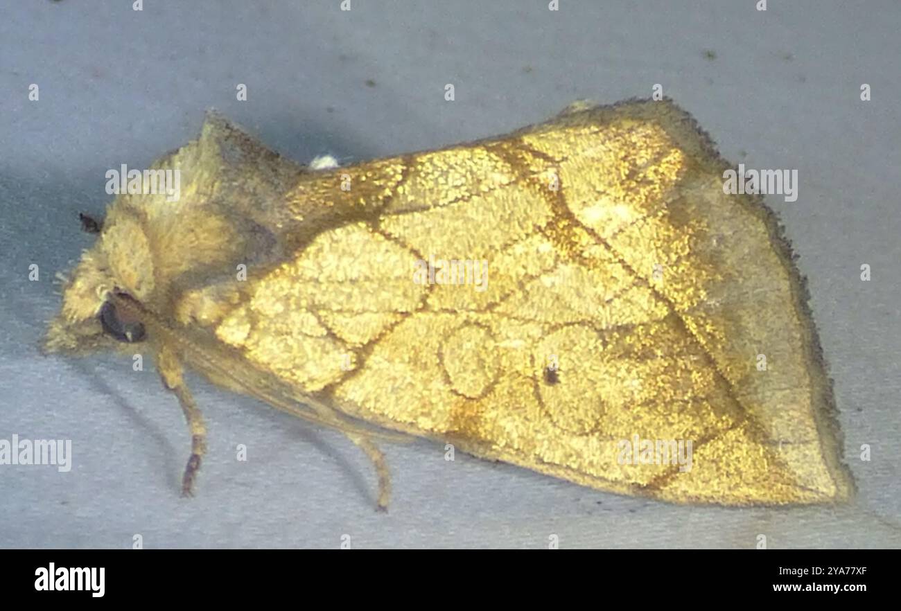 Gold Moth (Basilodes pepita) Insecta Stock Photo - Alamy