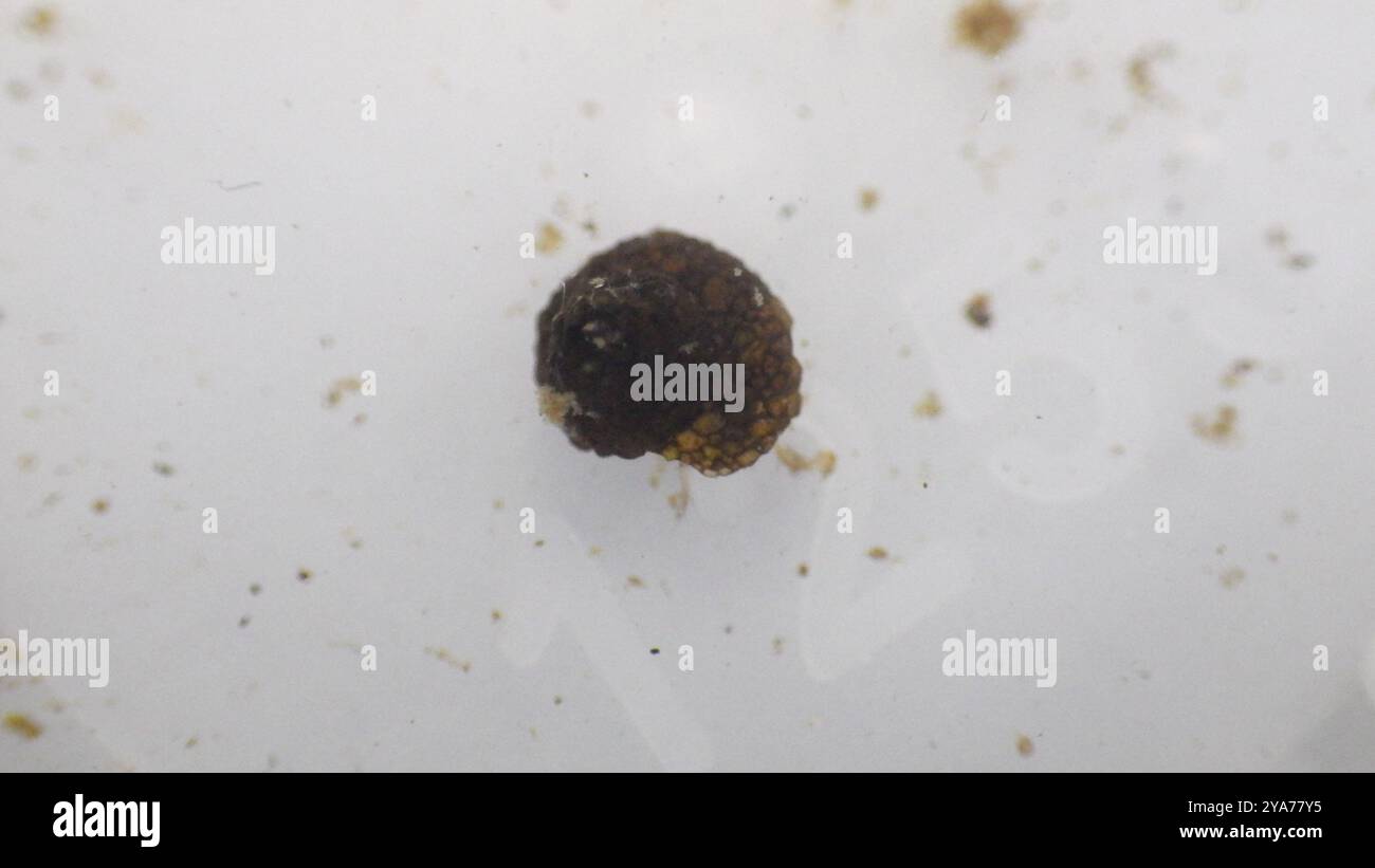 Spectacled Snail-case Caddisfly (Helicopsyche borealis) Insecta Stock ...