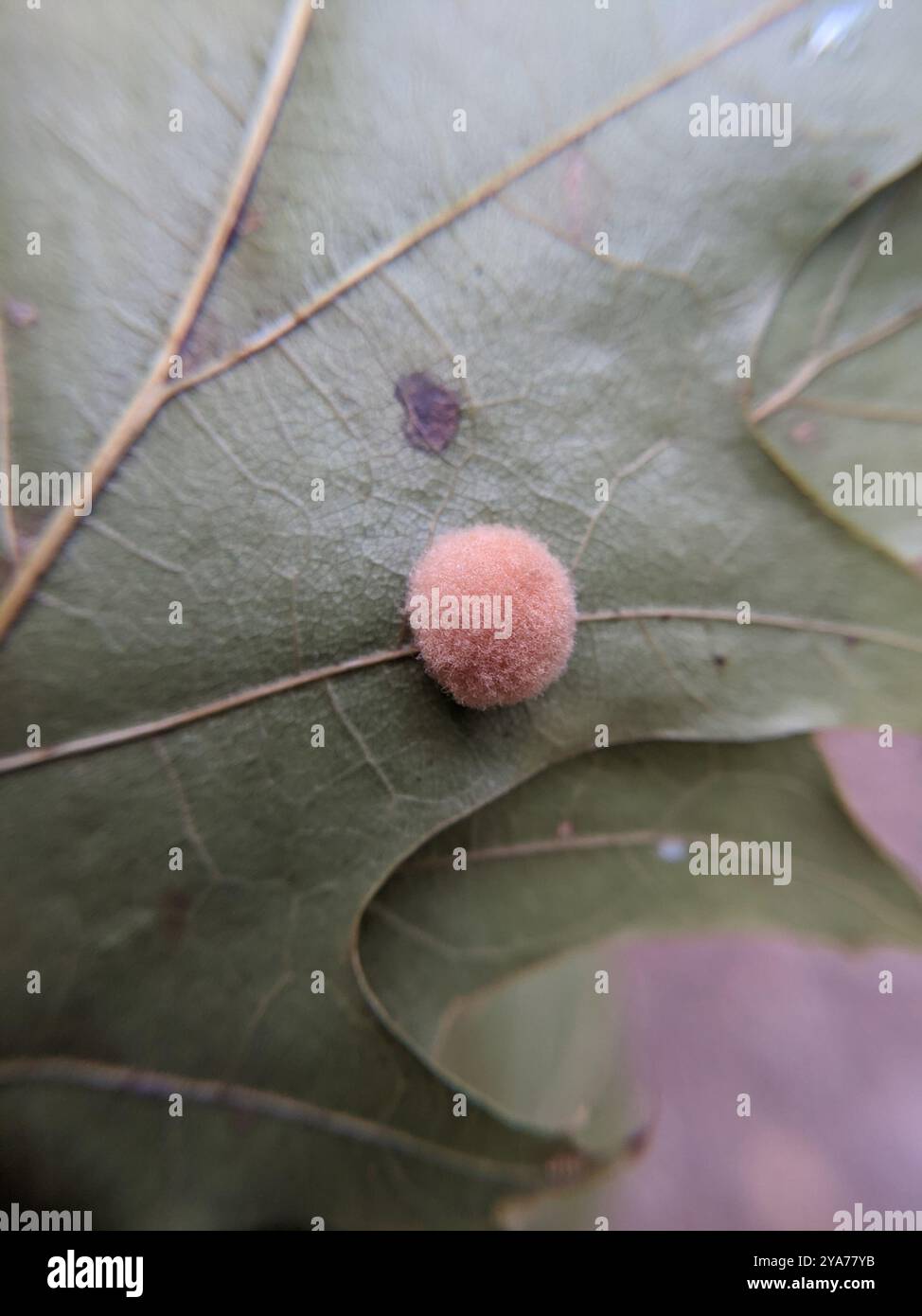 Woolly Oak Gall Wasp (Callirhytis lanata) Insecta Stock Photo - Alamy