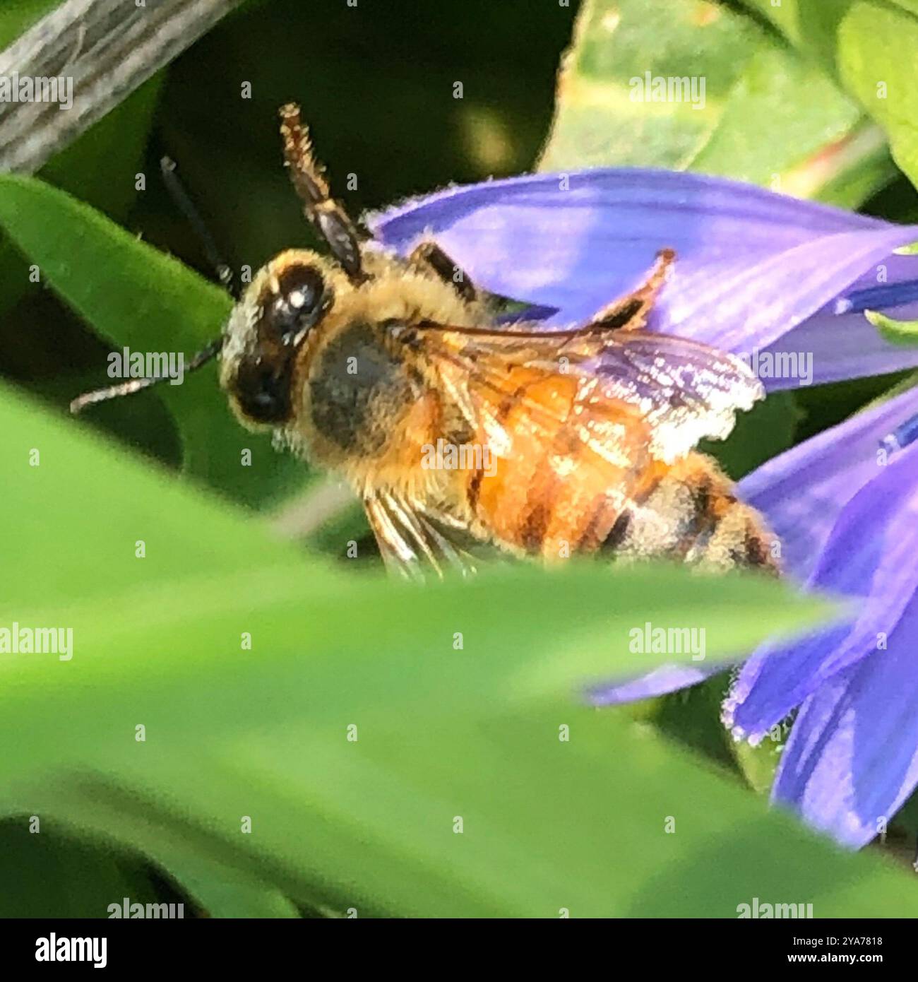 Western Honey Bee (Apis mellifera) Insecta Stock Photo - Alamy
