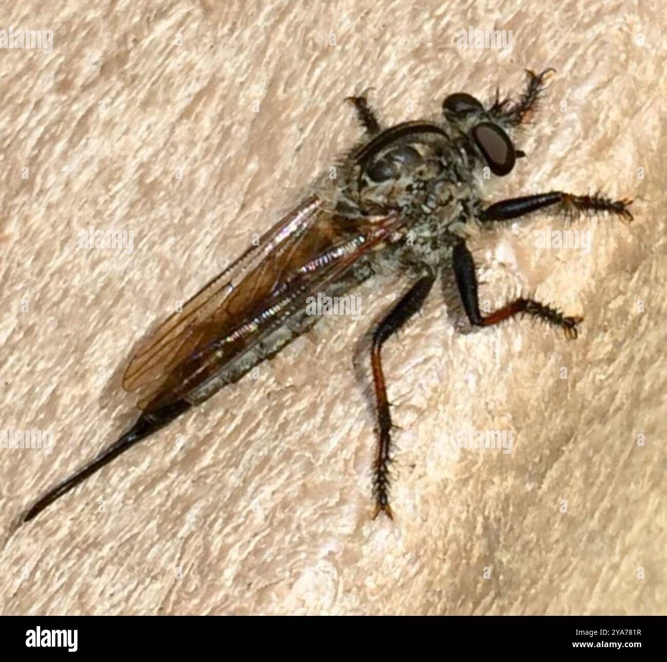 Northeastern Hammertail (Efferia aestuans) Insecta Stock Photo - Alamy