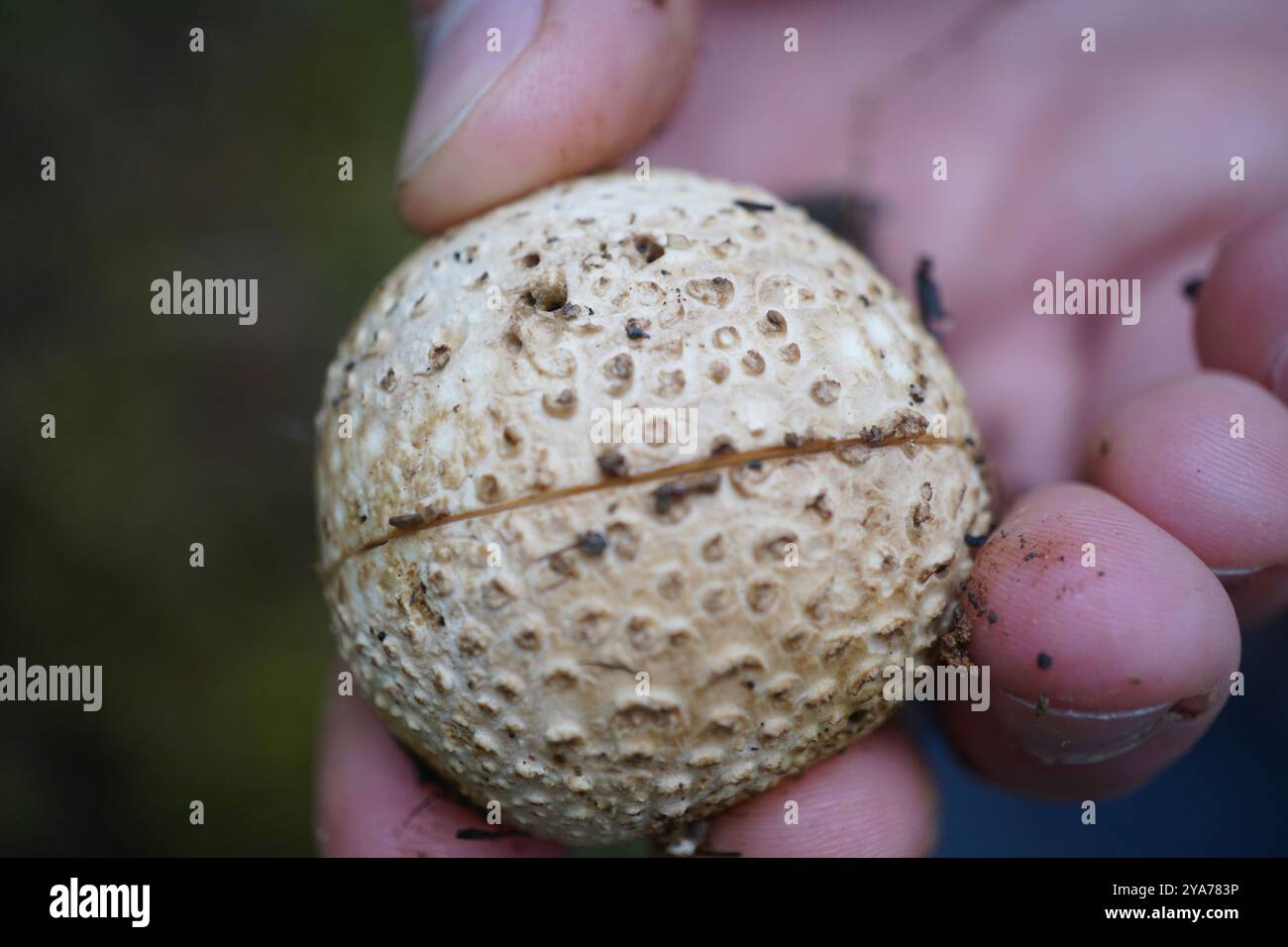 common earthball (Scleroderma citrinum) Fungi Stock Photo - Alamy