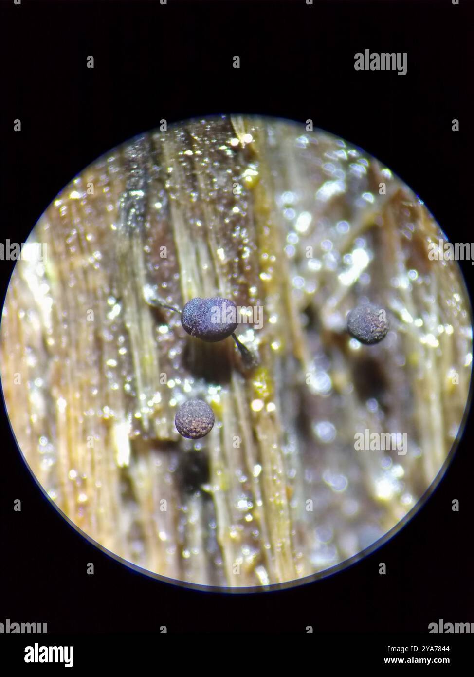 (Comatricha elegans) Protozoa Stock Photo - Alamy