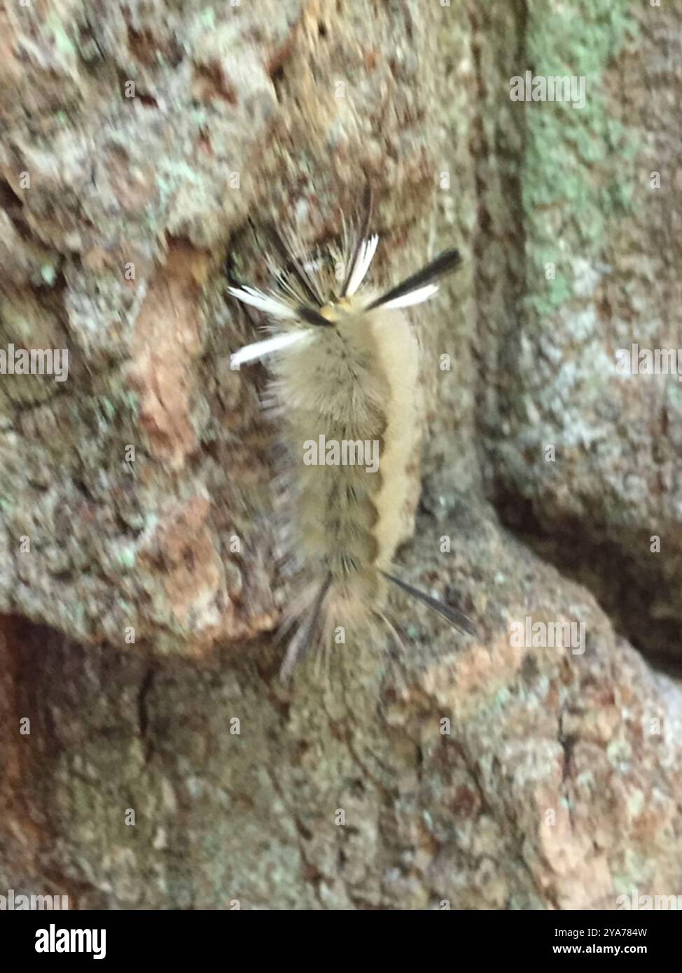 Banded Tussock Moth (Halysidota tessellaris) Insecta Stock Photo - Alamy