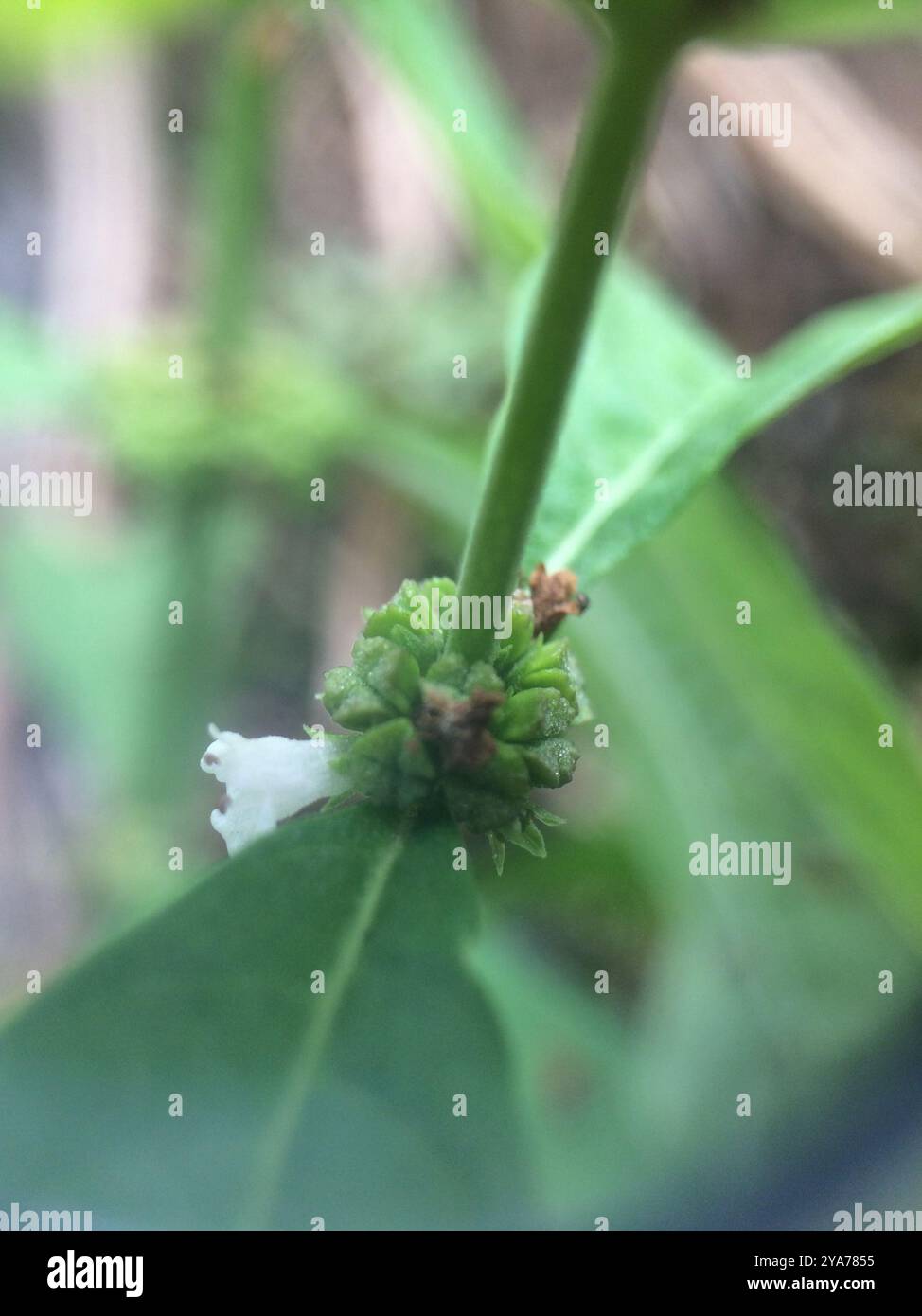 northern bugleweed (Lycopus uniflorus) Plantae Stock Photo - Alamy