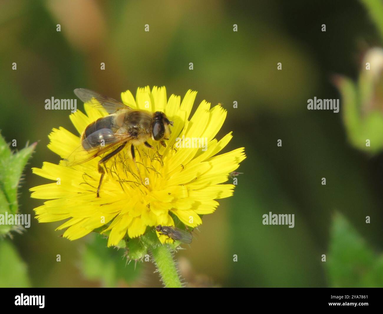 Common Drone Fly (Eristalis tenax) Insecta Stock Photo - Alamy