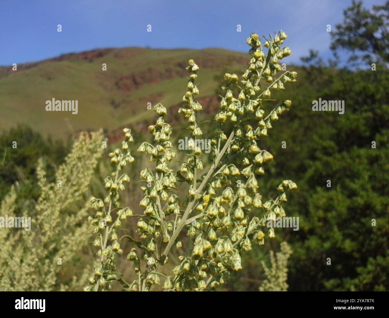 Artemisia afra hi-res stock photography and images - Alamy