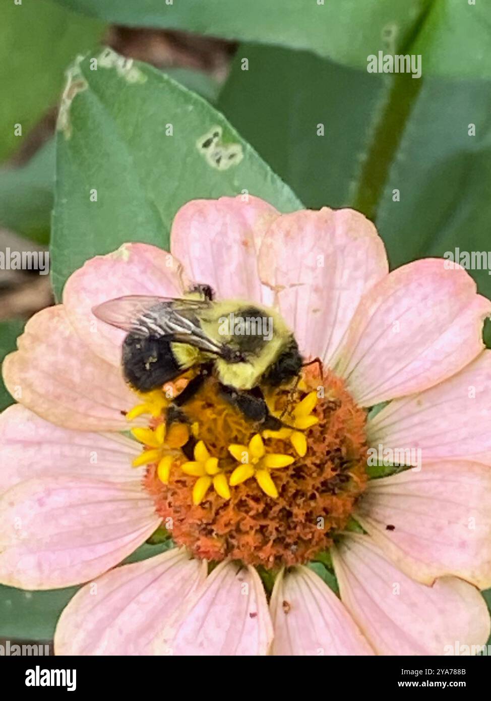 Common Eastern Bumble Bee (Bombus impatiens) Insecta Stock Photo - Alamy