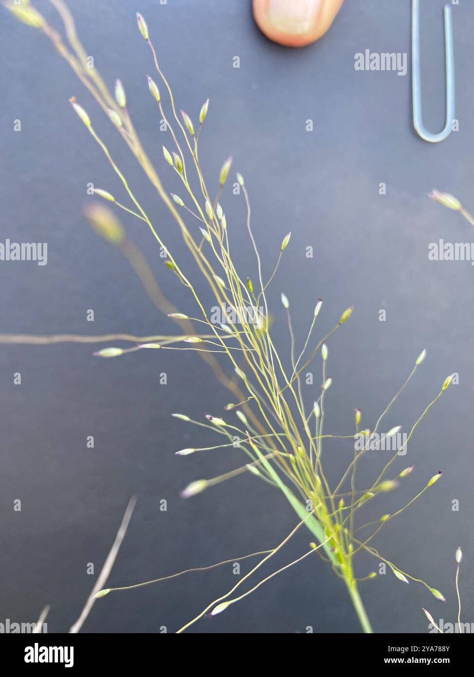 bristlegrasses, rosette grasses, barnyard grasses, and allies (Paniceae ...